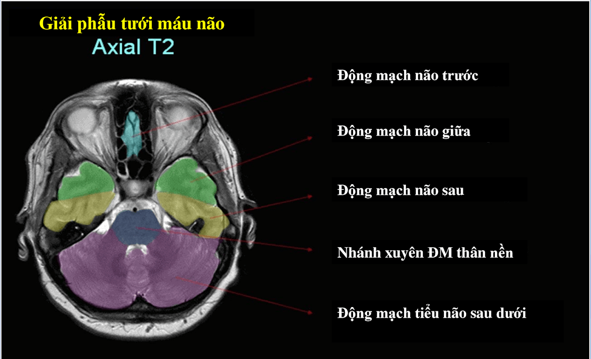 Giải Phẫu Tưới Máu Não | Bài giảng CĐHA