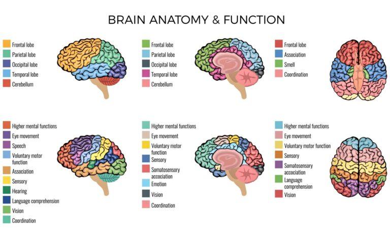 Giải Phẫu MRI Sọ Não | Bài giảng CĐHA